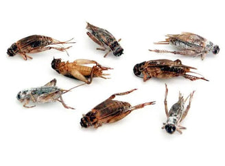 HotLix | Candy Warehouse – Candy Warehouse